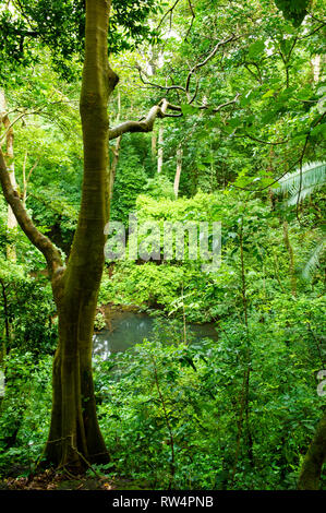Maramagambo Forest, Queen Elizabeth NP, Uganda Stock Photo - Alamy