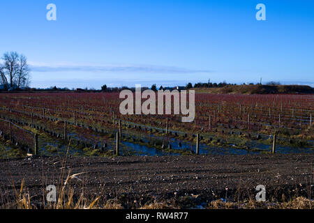 Rows of blueberry bushes in winter Abbotsford British Columbia Canada ...