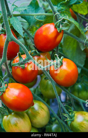 Britains breakfast tomatoes suffering from greenback Stock Photo - Alamy