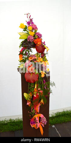 Big red-orange flowers of Zantedeschia Quatar, arum lily, calla lily ...