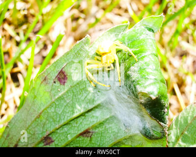 Large spider in foreground and baby spider out of focus, Argiope lobata ...