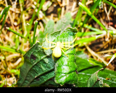 Large spider in foreground and baby spider out of focus, Argiope lobata ...