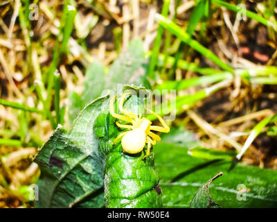 Large spider in foreground and baby spider out of focus, Argiope lobata ...