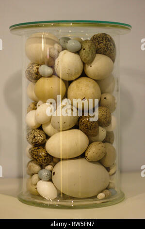 Collection of bird eggs in the Zoological Museum Stock Photo - Alamy