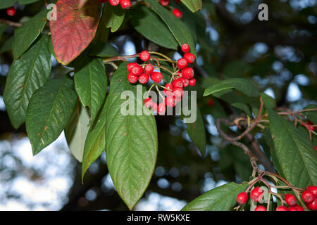 Cotoneaster frigidus 'Cornubia', autumn berries and foliage, tree ...