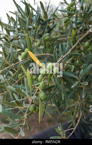 Olea europaea, Green Olives Stock Photo - Alamy