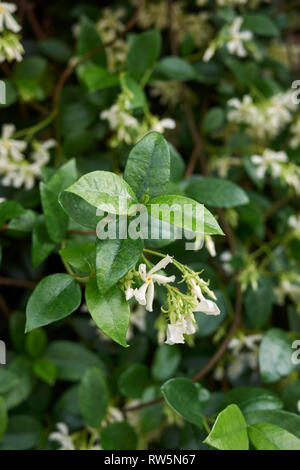 Southern or star jasmine, or Rhynchospermum jasminoides, in full bloom ...