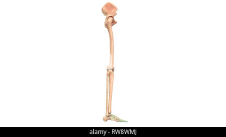 Human Skeleton System Lower Limbs Anatomy Stock Photo - Alamy