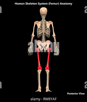 Axial Skeleton Anatomy - Posterior View Stock Photo - Alamy