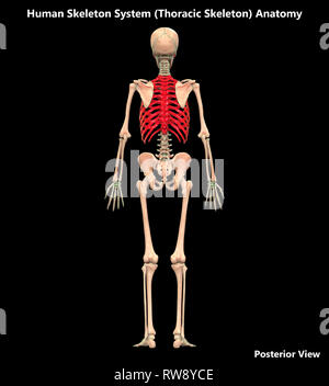 Axial Skeleton Anatomy - Posterior View Stock Photo - Alamy