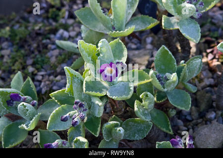 Silver-edged primrose, Primula marginata in flower high in the Maritime ...