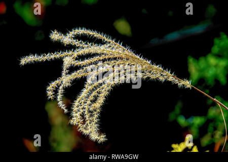 Flowering white reed plant. Photographed in Osaka Japan in October ...