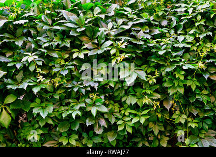 Bush wall texture flora park Stock Photo - Alamy