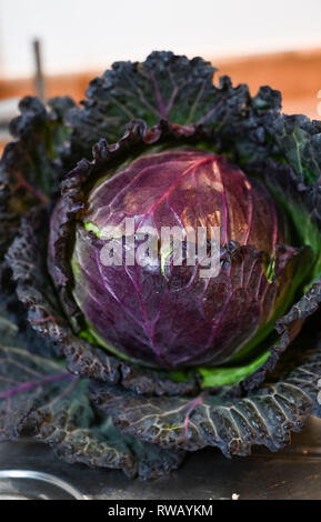 Fresh British cabbage harvested in February winter Stock Photo - Alamy