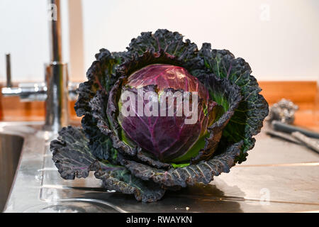 Fresh British cabbage harvested in February winter Stock Photo - Alamy