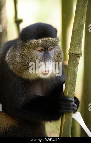 Golden monkey in Mgahinga National Park. Cercopithecus mitis kandti is ...