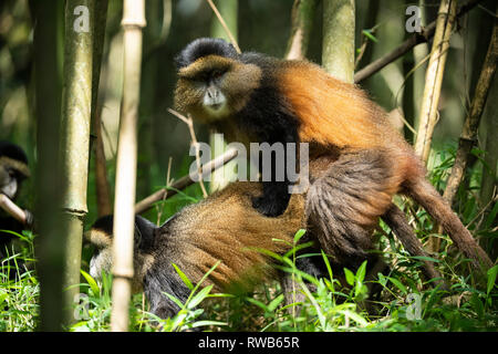 mating monkeys in wildlife in nature reserve Stock Photo - Alamy