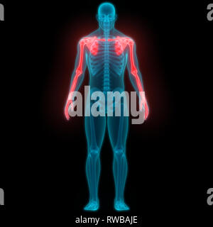 Human Skeleton System Upper Limbs Anatomy Stock Photo - Alamy