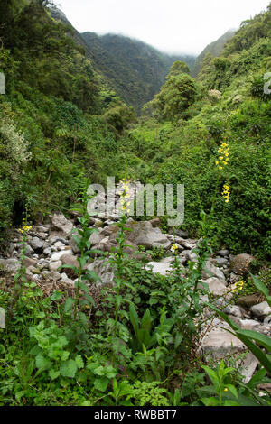 Sabyinyo gorge on Sabyinyo volcano in the Virunga Mountains, Mgahinga ...