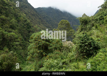 Sabyinyo gorge on Sabyinyo volcano in the Virunga Mountains, Mgahinga ...