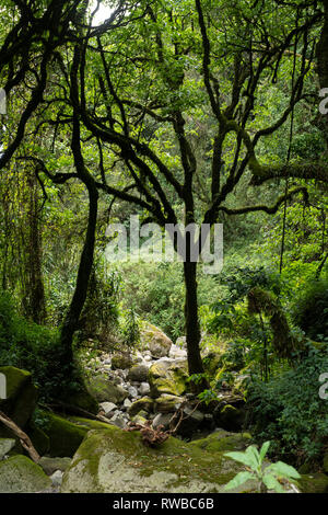 Sabyinyo gorge on Sabyinyo volcano in the Virunga Mountains, Mgahinga ...