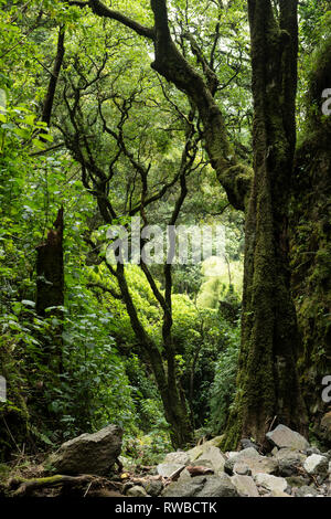 Sabyinyo gorge on Sabyinyo volcano in the Virunga Mountains, Mgahinga ...
