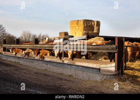 Cows on an east Cambridgeshire farm near Swaffham Prior, example of ...