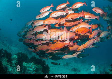 Pinjalo snapper [Pinjalo lewsi]. West Papua, Indonesia Stock Photo - Alamy