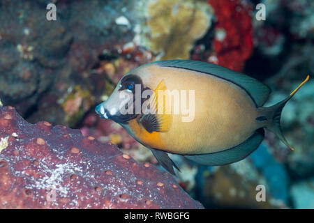 Mimic surgeonfish (Acanthurus pyroferus) is a tropical sea fish native ...