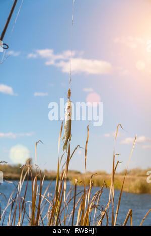 Northern pike prey for bait fish underwater in to Lainio river in ...