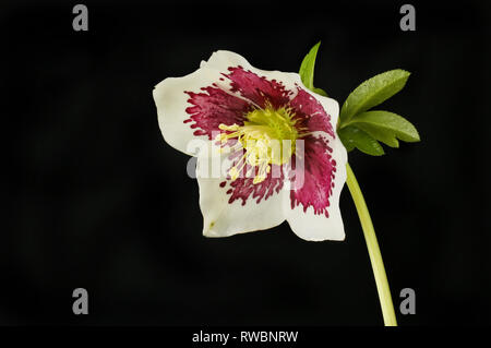 Single red hellebore flower isolated against white Stock Photo - Alamy