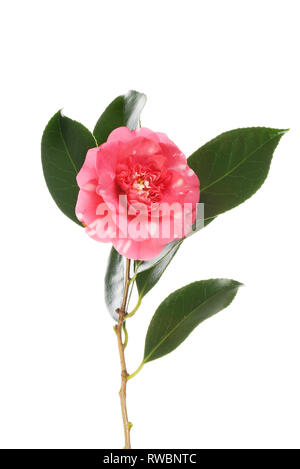 Red and white flecked camellia flower and leaves isolated against white ...