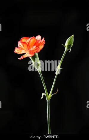 Orange and red carnation flower, bud and foliage isolated against white ...
