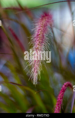 red hay macro shots of plants Stock Photo - Alamy