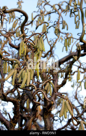 corylus avellana contorta nuts corkscrew hazel hazels harry lauder ...