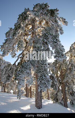 Snow fall at Olympos at Troodos, Cyprus Stock Photo - Alamy