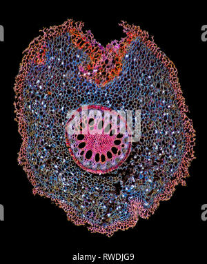 Iris root section, TS. Darkfield photomicrograph Stock Photo - Alamy