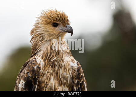 Australian Whistling Kite Stock Photo - Alamy