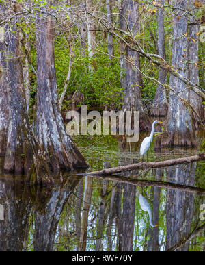 Loop Road in Big Cypress National Preserve in Florida USA Stock Photo ...