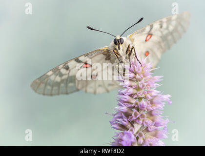 Clodius parnassian butterfly on a flower with wings spread Stock Photo ...