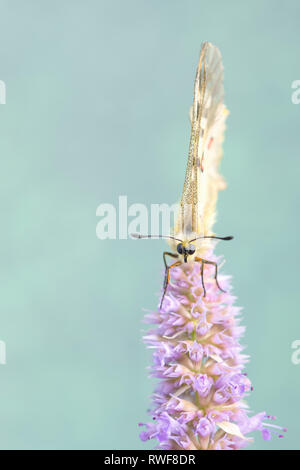 Clodius parnassian butterfly on a flower with wings spread Stock Photo ...