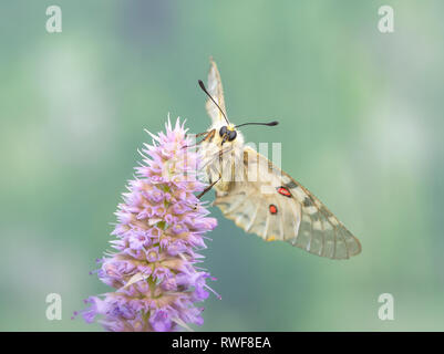 Clodius parnassian butterfly on a flower with wings spread Stock Photo ...