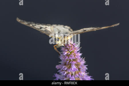Clodius parnassian butterfly on a flower with wings spread Stock Photo ...