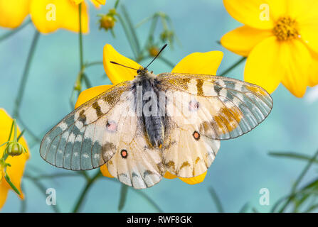 Clodius parnassian butterfly with wings spread Stock Photo - Alamy