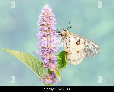 Clodius parnassian butterfly on a flower with wings spread Stock Photo ...