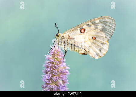 Clodius parnassian butterfly on a flower with wings spread Stock Photo ...