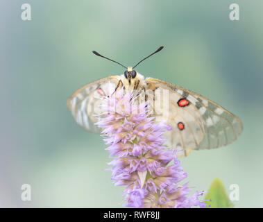 Clodius parnassian butterfly on a flower with wings spread Stock Photo ...