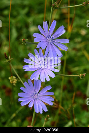 Chicory Compositae Cichorium intybus Europe Africa Asia Stock Photo - Alamy