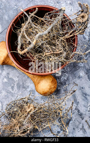 Leuzea carthamoides, Maral root Stock Photo - Alamy