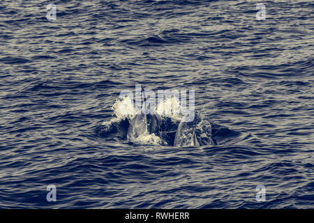 Pair of dolphins swimming and diving - rear view Stock Photo - Alamy